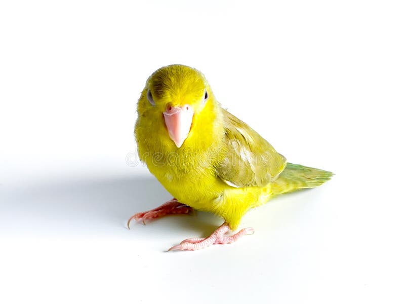 Forpus Parrot Bird on the White Stock Image - Image of pacific, single ...