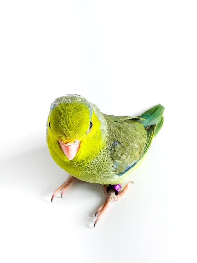 Forpus Parrot Bird on the White Stock Photo - Image of little, nature ...