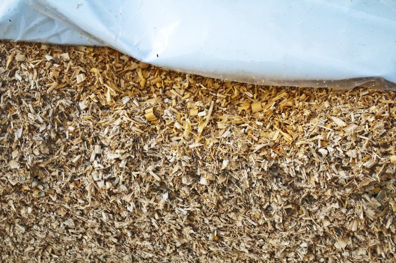 Forraje de ensilaje foto de archivo. Imagen de agricultura - 21907360