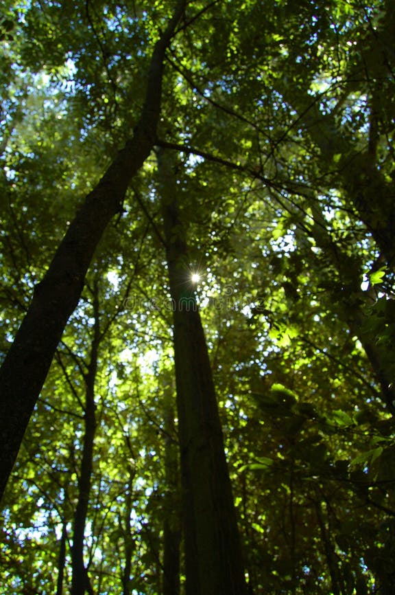 In the forrest stock photo. Image of leaves, wood, branch - 1012670