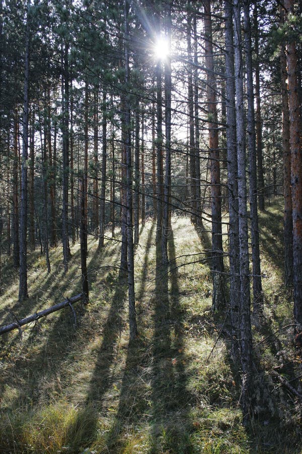 Forrest stock image. Image of mood, moody, calm, rest - 1657895
