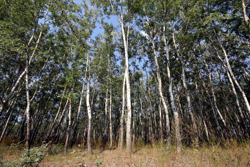 In the forrest stock image. Image of wood, blur, land - 2946777