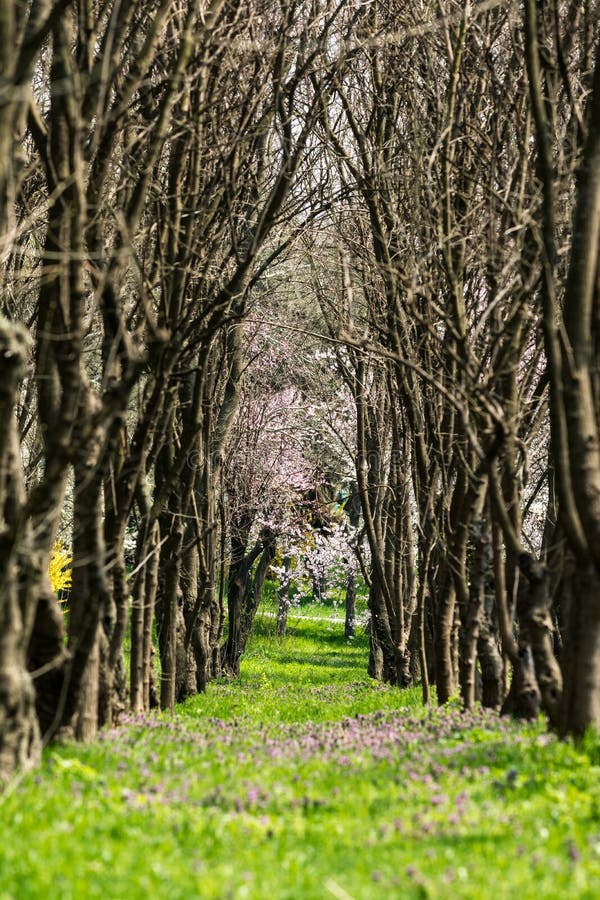 Forrest Alley stock photo. Image of road, outside, spring - 39388080