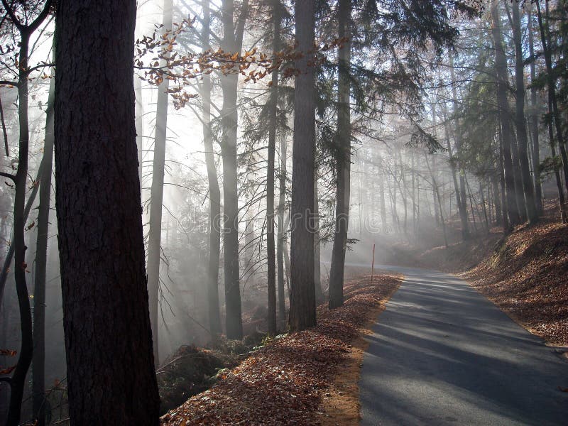 Autmn morning in the woods stock image. Image of nature - 87935223