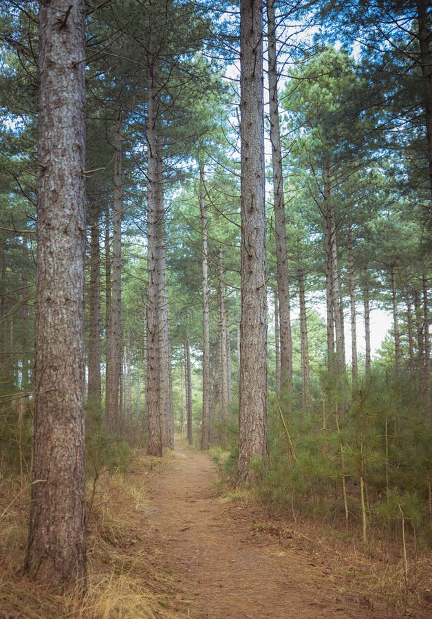 Forrest in autumn stock image. Image of brown, foliage - 86244131