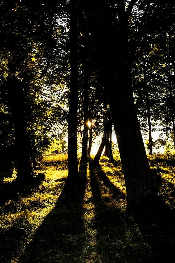 Forrest back-lit. stock image. Image of light, lines - 110900173