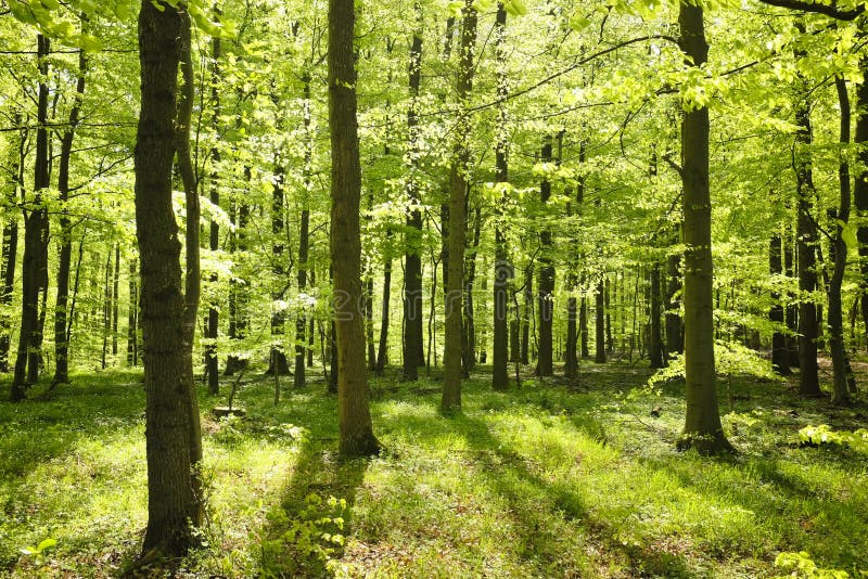 Spring forest stock image. Image of silence, fresh, early - 4971