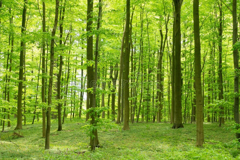 Forrest stock image. Image of fresh, country, green, branches - 72705969