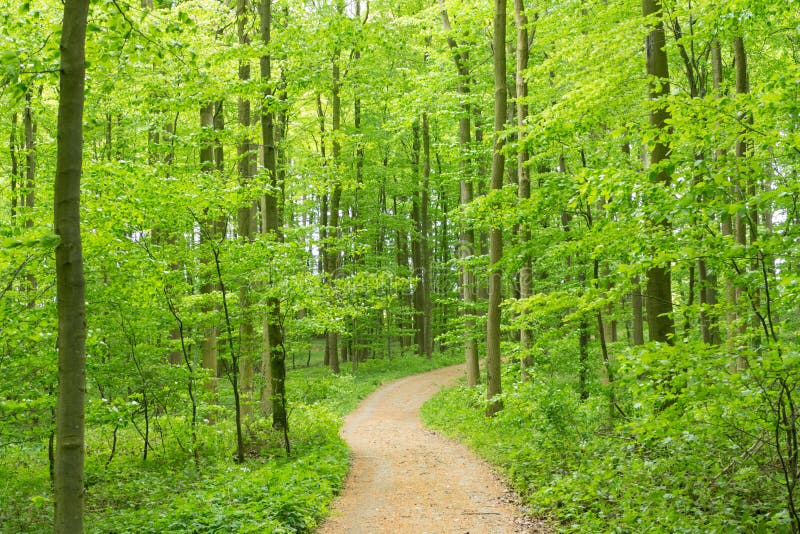 Forrest stock photo. Image of landscape, beautiful, plant - 40170350