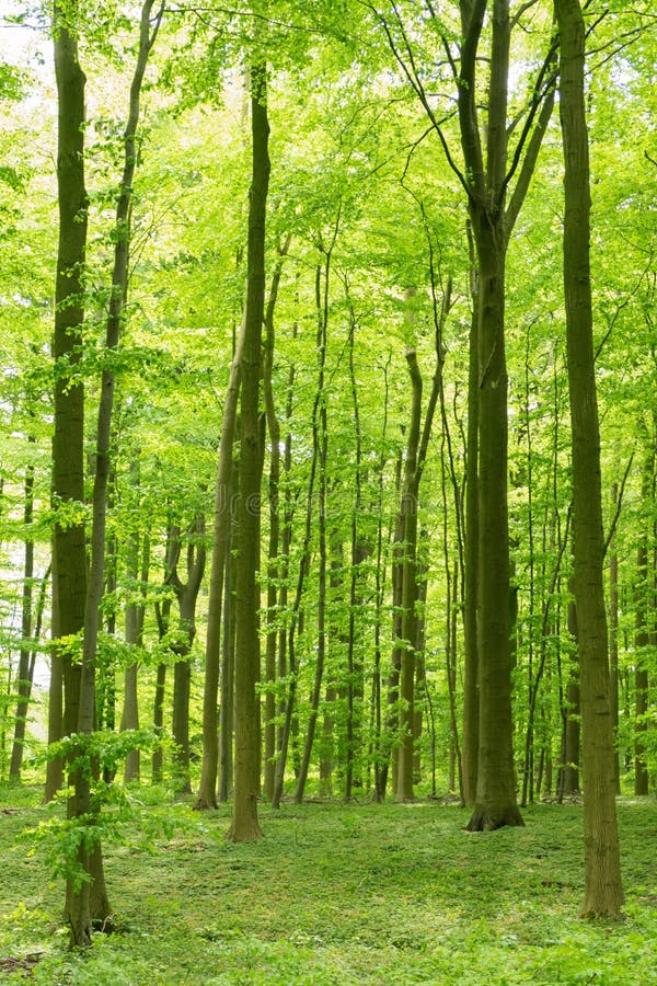 Forrest stock photo. Image of landscape, beautiful, plant - 40170350