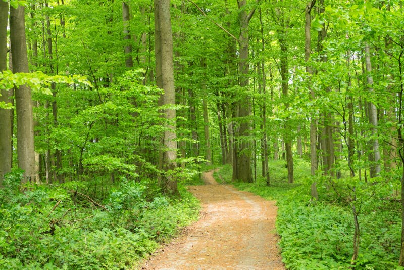 Forrest stock image. Image of fresh, country, green, branches - 72705969