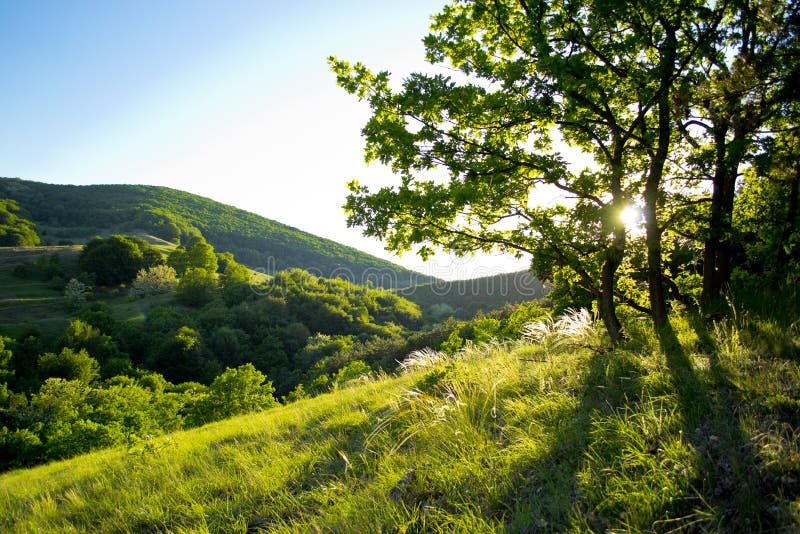 Forrest stock image. Image of tree, nature, grass, plants - 30984511