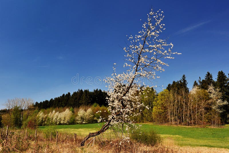 Forrest with blue sky stock image. Image of clouds, mount - 9682007