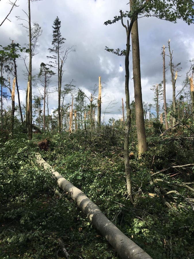 Forrest stock photo. Image of alleskaputt, hurricane - 99804166