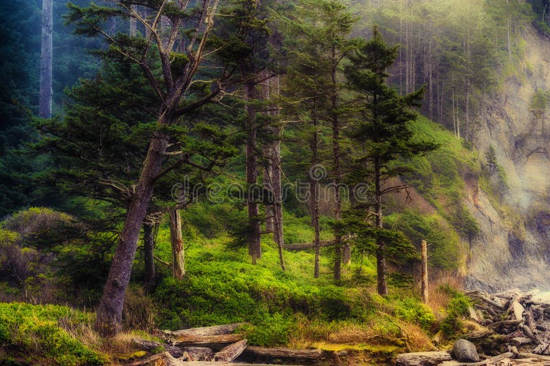 Forrest Coast Line stock image. Image of pacific, forrest - 101976413