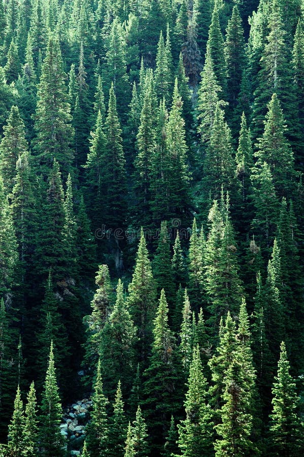 Forrest Degli Alberi Di Pino Fotografia Stock - Immagine di ovest ...