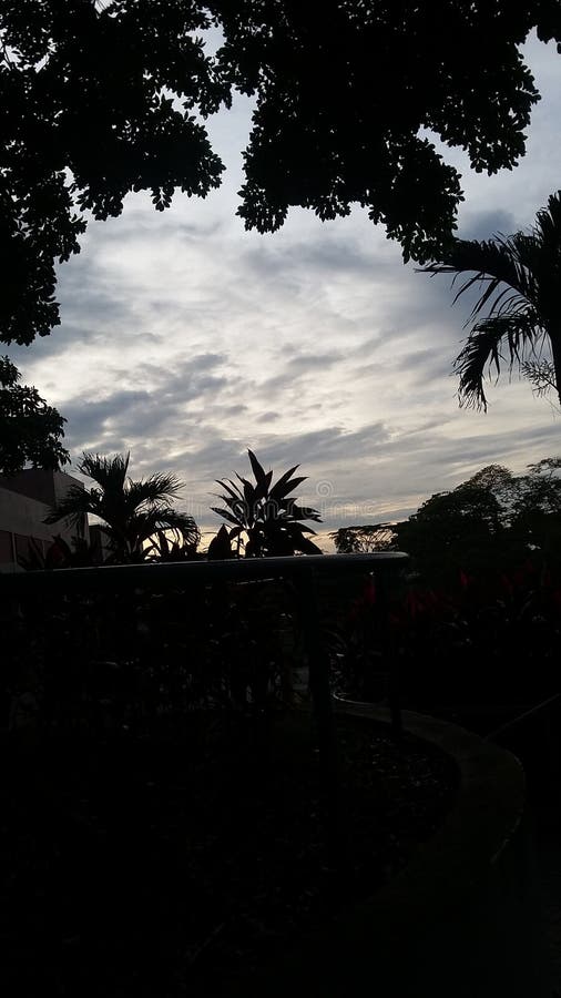 Forrest stock image. Image of trees, evening, shadow - 84602327