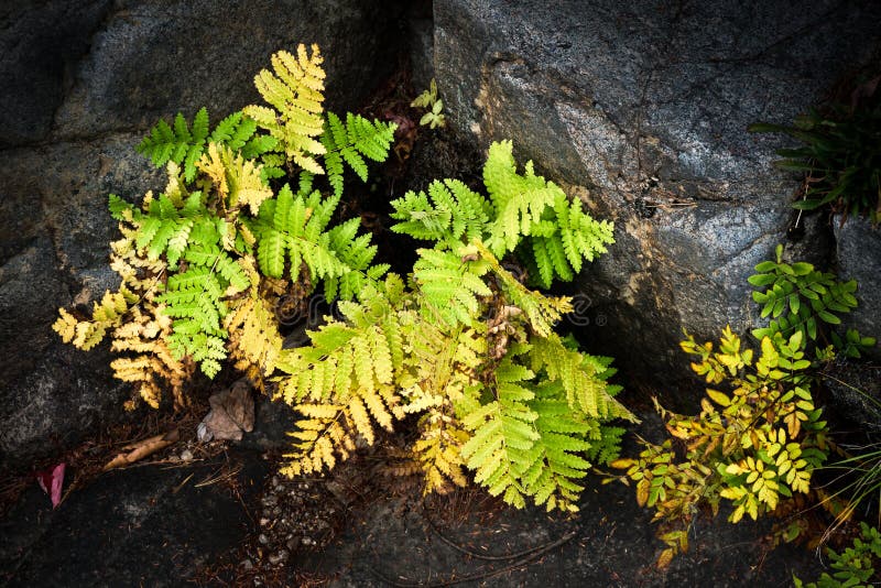 Forrest Ferns stock photo. Image of season, hampshire - 83593668