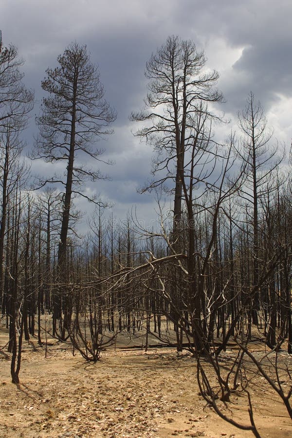 Forrest Fire stock photo. Image of damage, house, close - 10491908