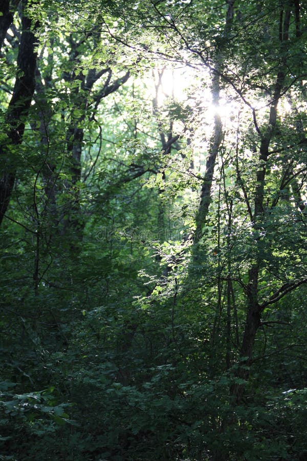 Forrest stock photo. Image of flowers, blurred, food - 88658922