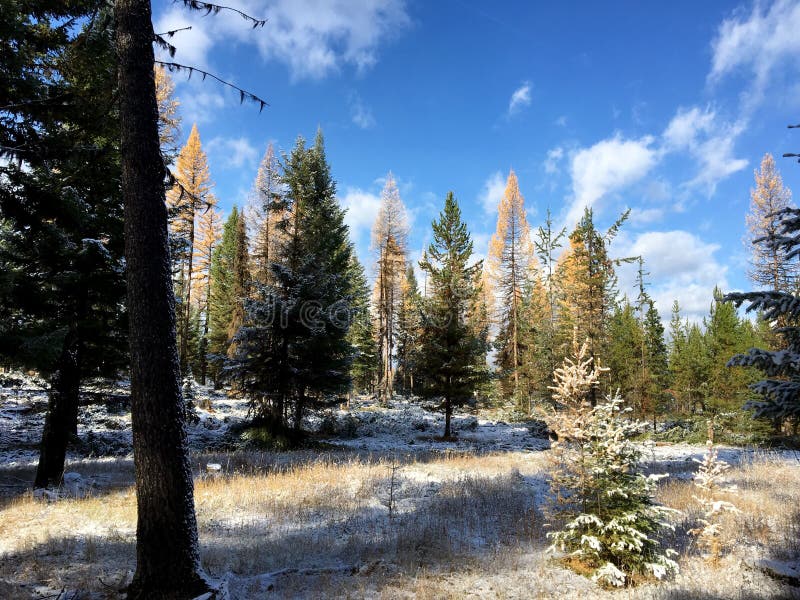 Forrest stock image. Image of forrest, montana, forest - 66740679