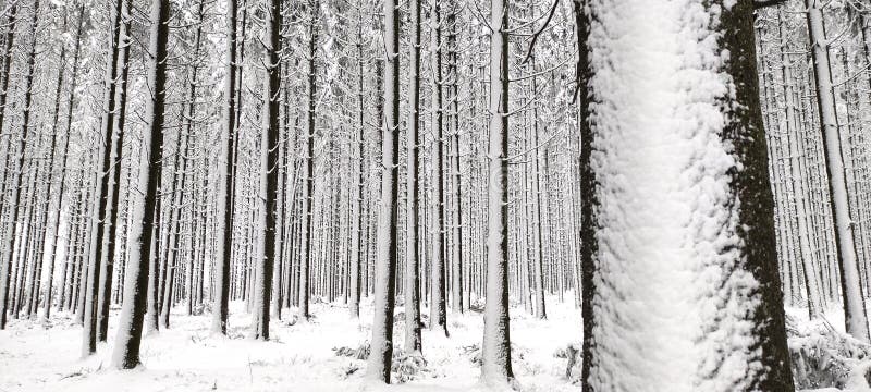 A Forrest Full of Pine Trees Covered in a Beautiful Layer of Snow ...