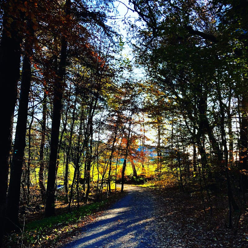 Forrest, and a Glimt of the Sun Stock Photo - Image of norway ...