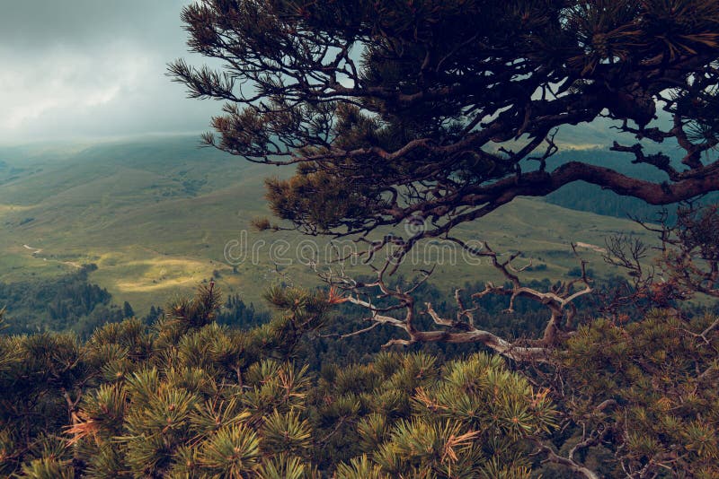 Forrest of Green Pine Trees on Mountainside Stock Photo - Image of hill ... Forrest of Green Pine Trees on Mountainside Stock Photo - Image of hill ...