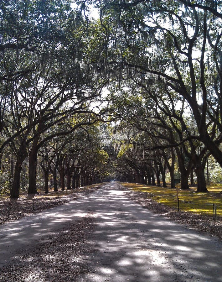 Savanah stock photo. Image of plantation, savanah, forrest - 100765566