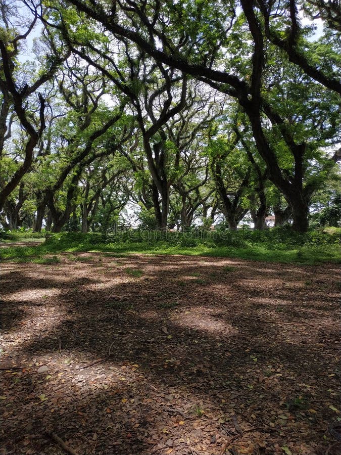 Forrest stock photo. Image of grove, leaf, flower, branch - 228543190