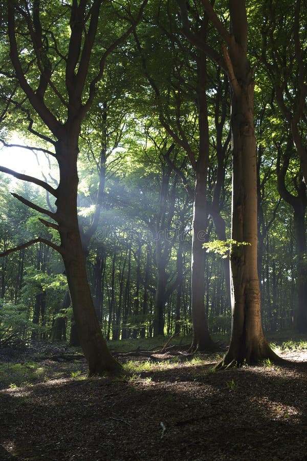 Forrest Iii Stock Photos - Free & Royalty-Free Stock Photos from Dreamstime