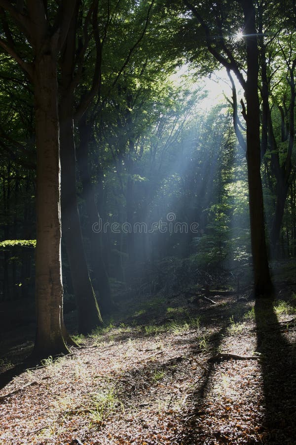 In the Forrest stock image. Image of forrest, tree, light - 42430707