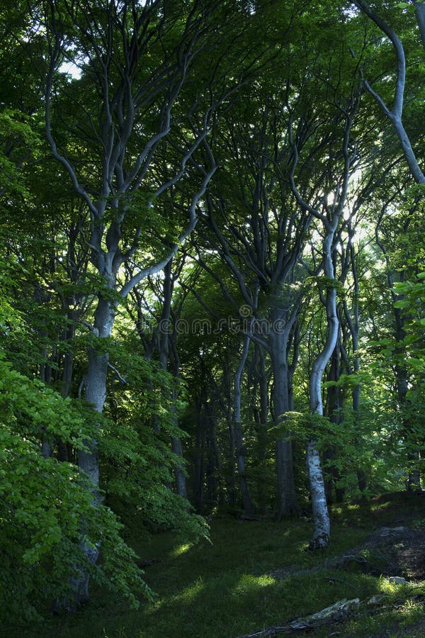 Forrest Iv Stock Photos - Free & Royalty-Free Stock Photos from Dreamstime