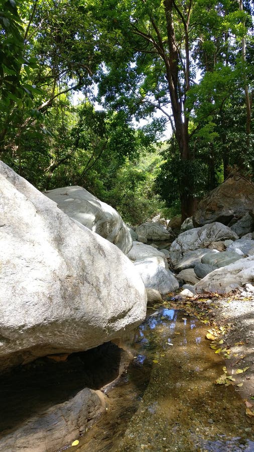 Forrest stock image. Image of forrest, forest, jungle - 89869351