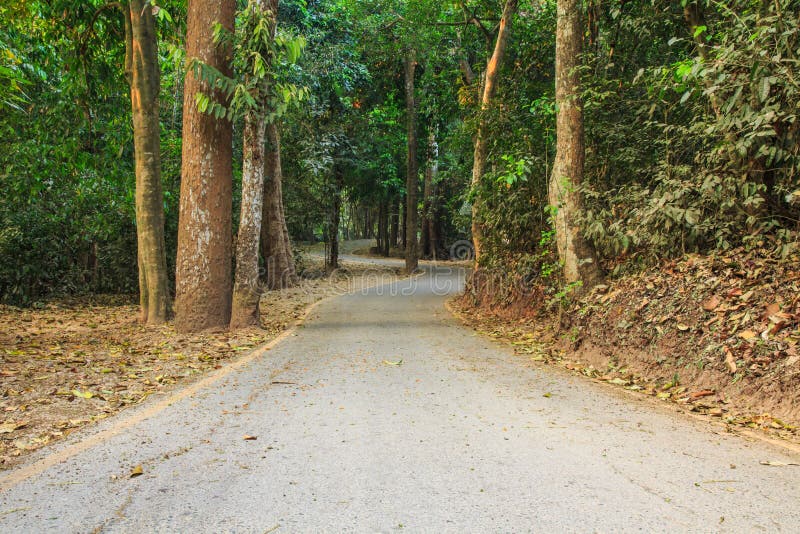 Forrest Lane. stock image. Image of light, forest, country - 38561793