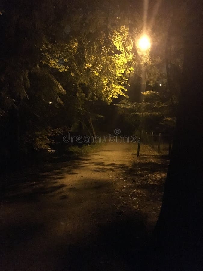 Forrest in the Night. Scaring. Stock Image - Image of night, sceanse ...