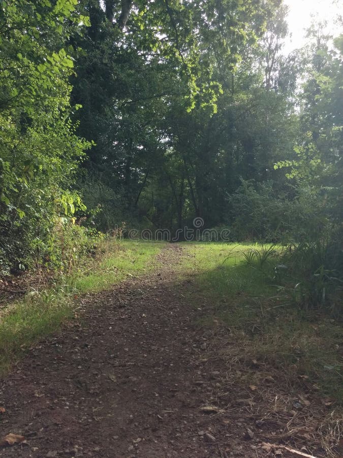 Forrest path stock photo. Image of road, path, forrest - 81658698