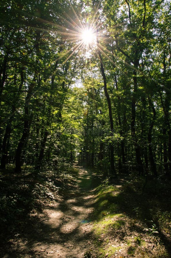 Forrest path stock image. Image of spooky, scary, tree - 44808853