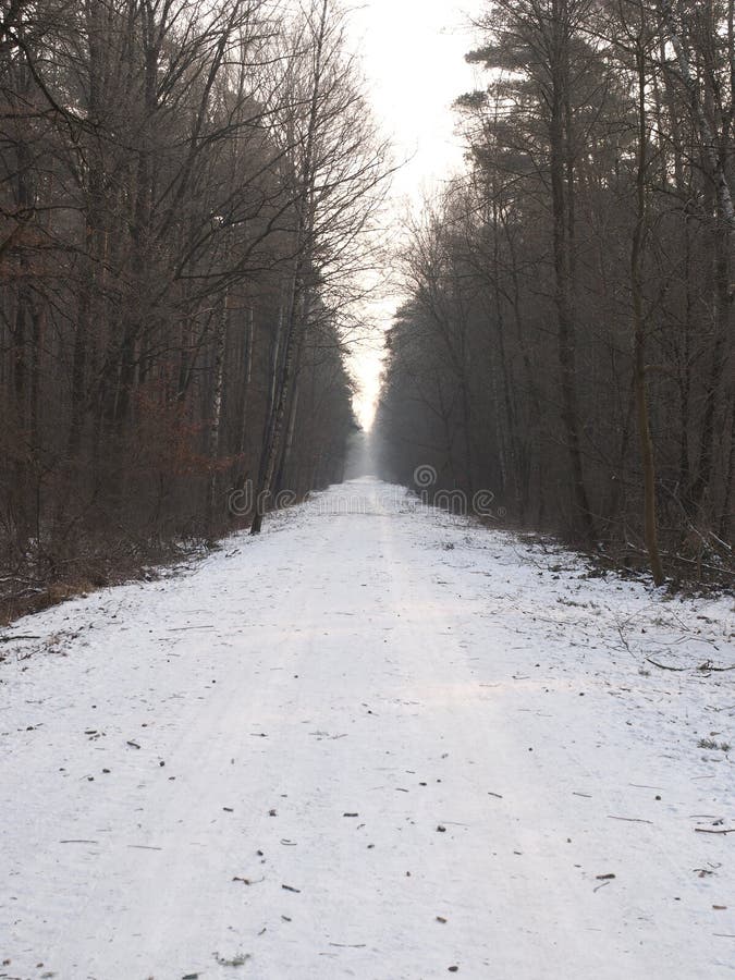 Forrest Path Leading into the Distance through a Pine Forrest with ...
