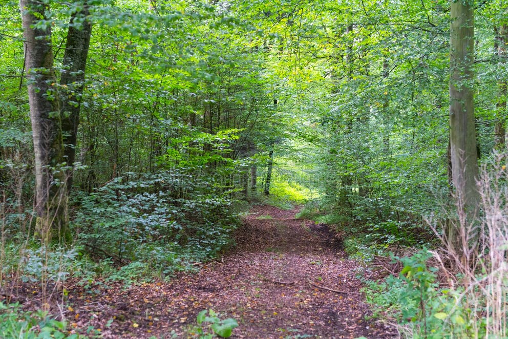 Forrest Path Leading into the Unknown Green Stock Photo - Image of path ...
