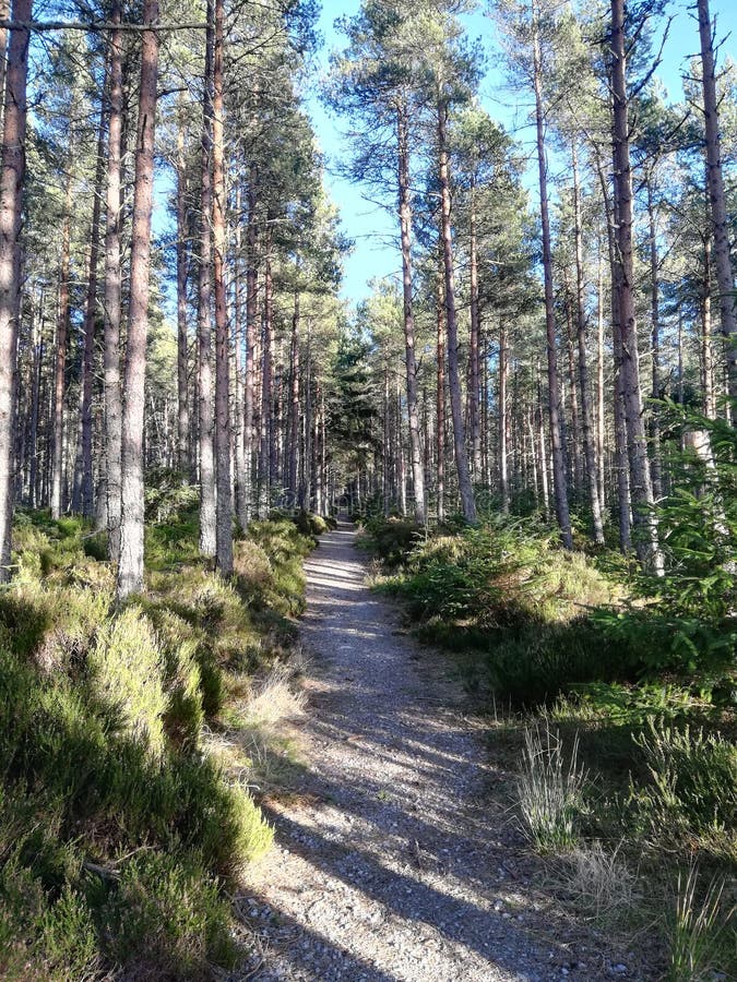 Forrest path in spring stock photo. Image of autumn - 182871102