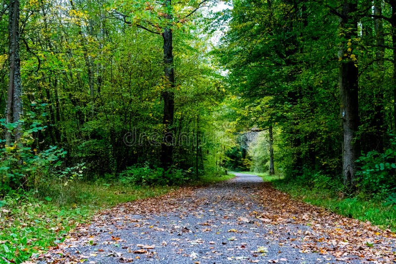 Forrest Path in a Wonderful Reserve Stock Image - Image of landscape ...