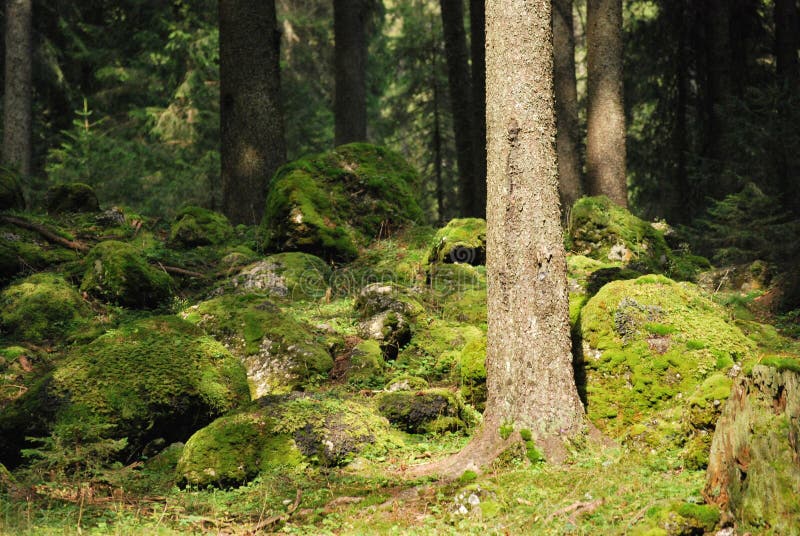 Forrest stock image. Image of forrest, conifer, pottery - 139568763