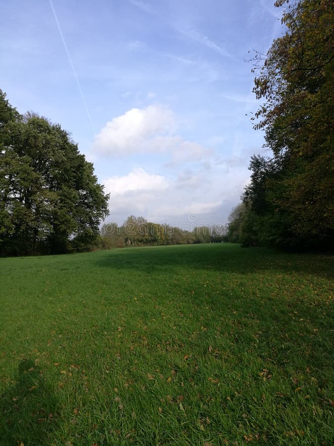 Plants Forrest stock photo. Image of prairie, sunlight - 102639226