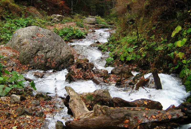 Forrest river stock photo. Image of spring, river, landscape - 49740014