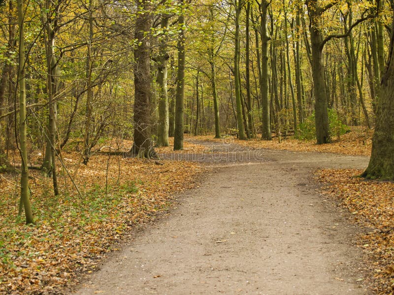 Path in forrest stock photo. Image of tree, road, green - 17347562