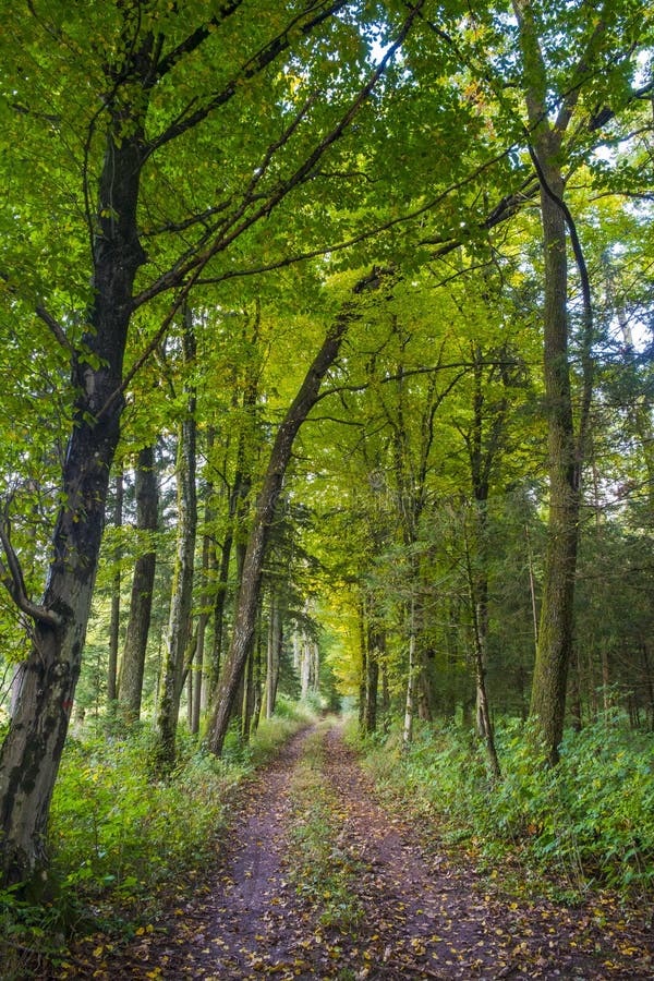 Forrest Road Covered with Falling Leaves Stock Image - Image of trail ...