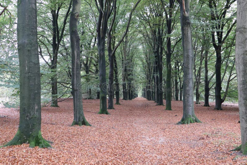 Forrest Road Path Sun Going Down Panoramic Scenic View of Dutch Forrest ...