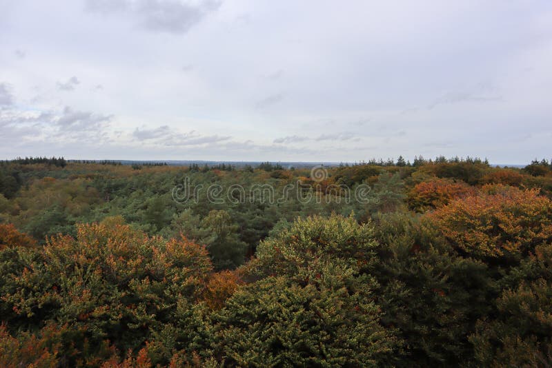Forrest Road Path Sun Going Down Panoramic Scenic View of Dutch Forrest ...