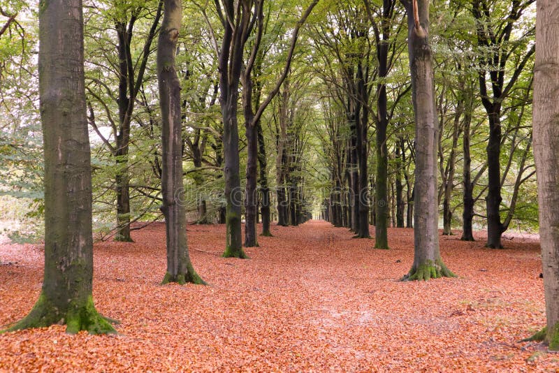 Forrest Road Path Sun Going Down Panoramic Scenic View of Dutch Forrest ...